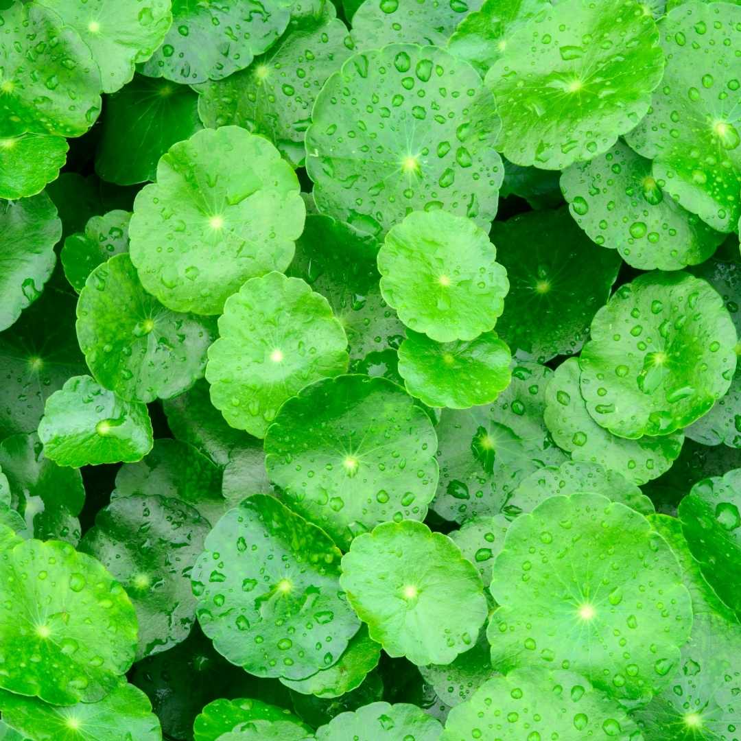 Cica 🍀 | Centella Asiatica, Tiger Grass or Gotu Kola | Orion Beauty